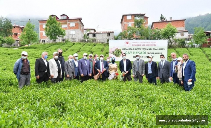 Ortahisar’da Çay Hasadı Törenle Başladı - Trabzonhaber24